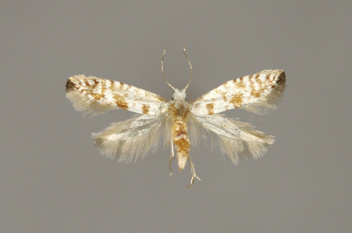 Argyresthia fundella – SALZBURGWIKI